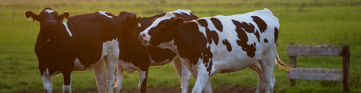 Cow to Cheese in Osseo, WI - HART Design & Manufacturing, Inc.