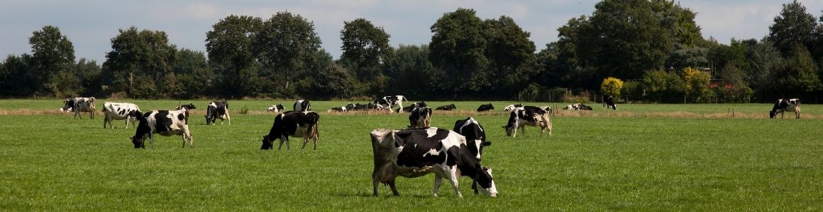 The Difference With Pasture-Fed Cow’s Milk For Cheese | HART